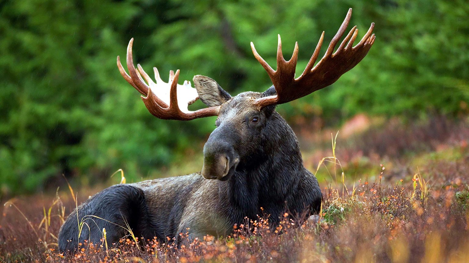 Charlie’s Afternoon Moose – Alaska Outdoors Magazine