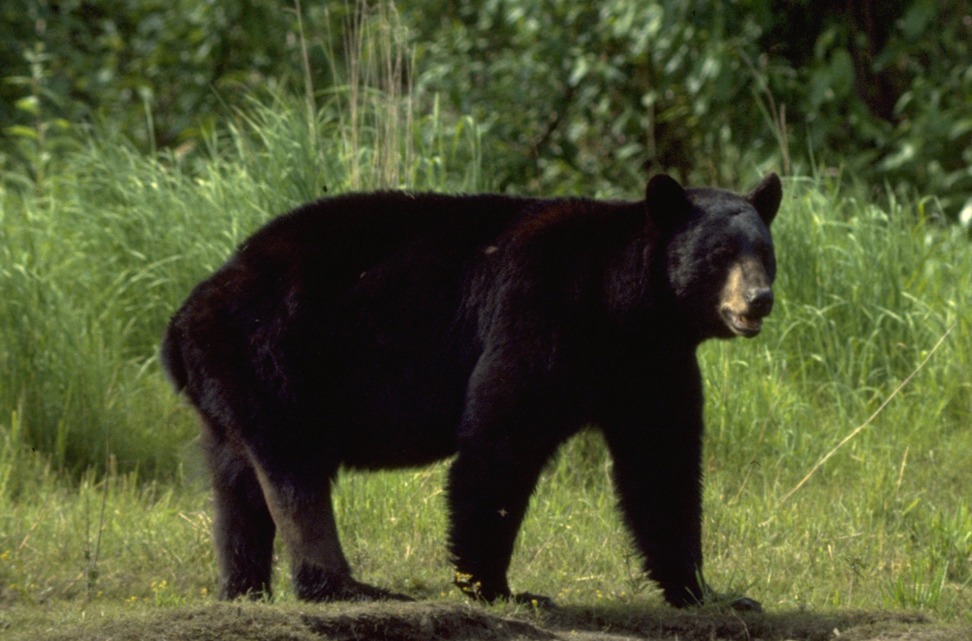 Charlie’s Bear – Alaska Outdoors Magazine